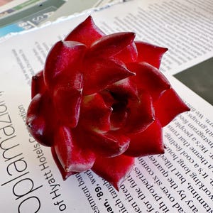 Rare Succulent: Imported Succulent Agavoides Echeveria Moulin Rouge ...