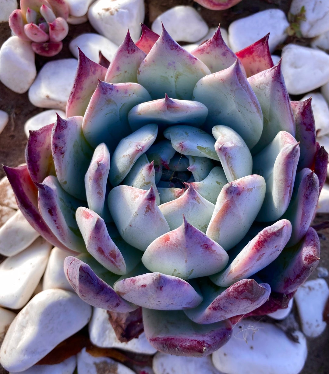Rare Succulent : Imported Succulent Hybrid Echeveria Latam HUGE Live ...