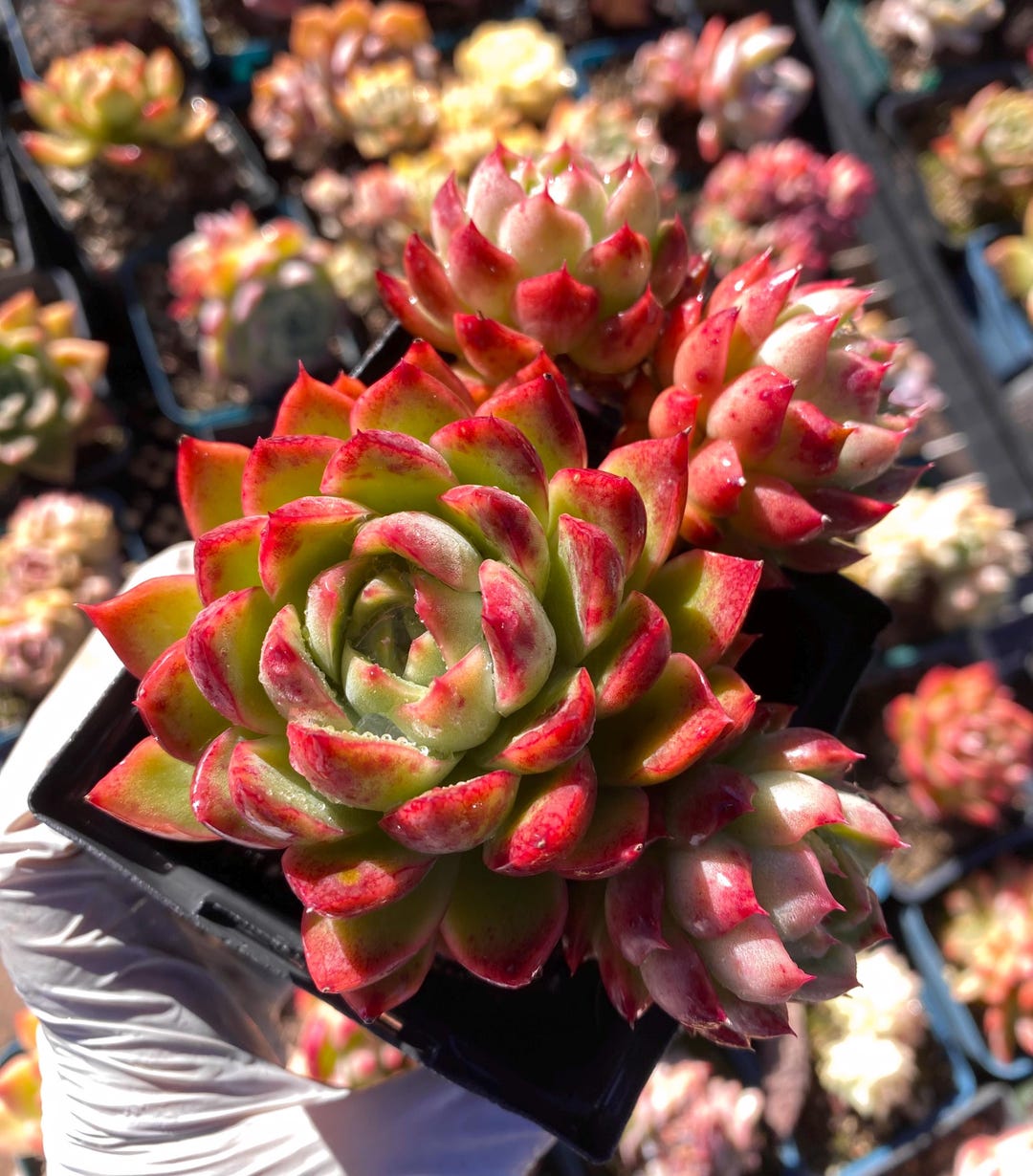 Rare Succulent : Hybrid Agavoides Malgan Red Witch Huge Rosette Cluster ...