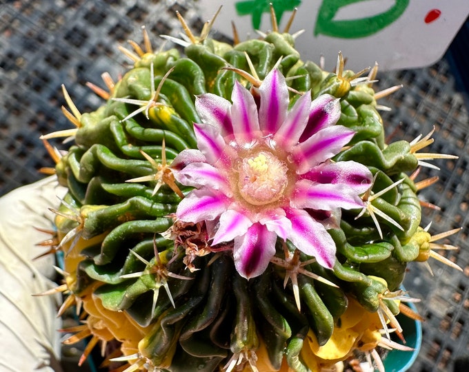 Rare Succulent: Imported Stenocactus Multicostatus (hildm.) .berger Ex ...