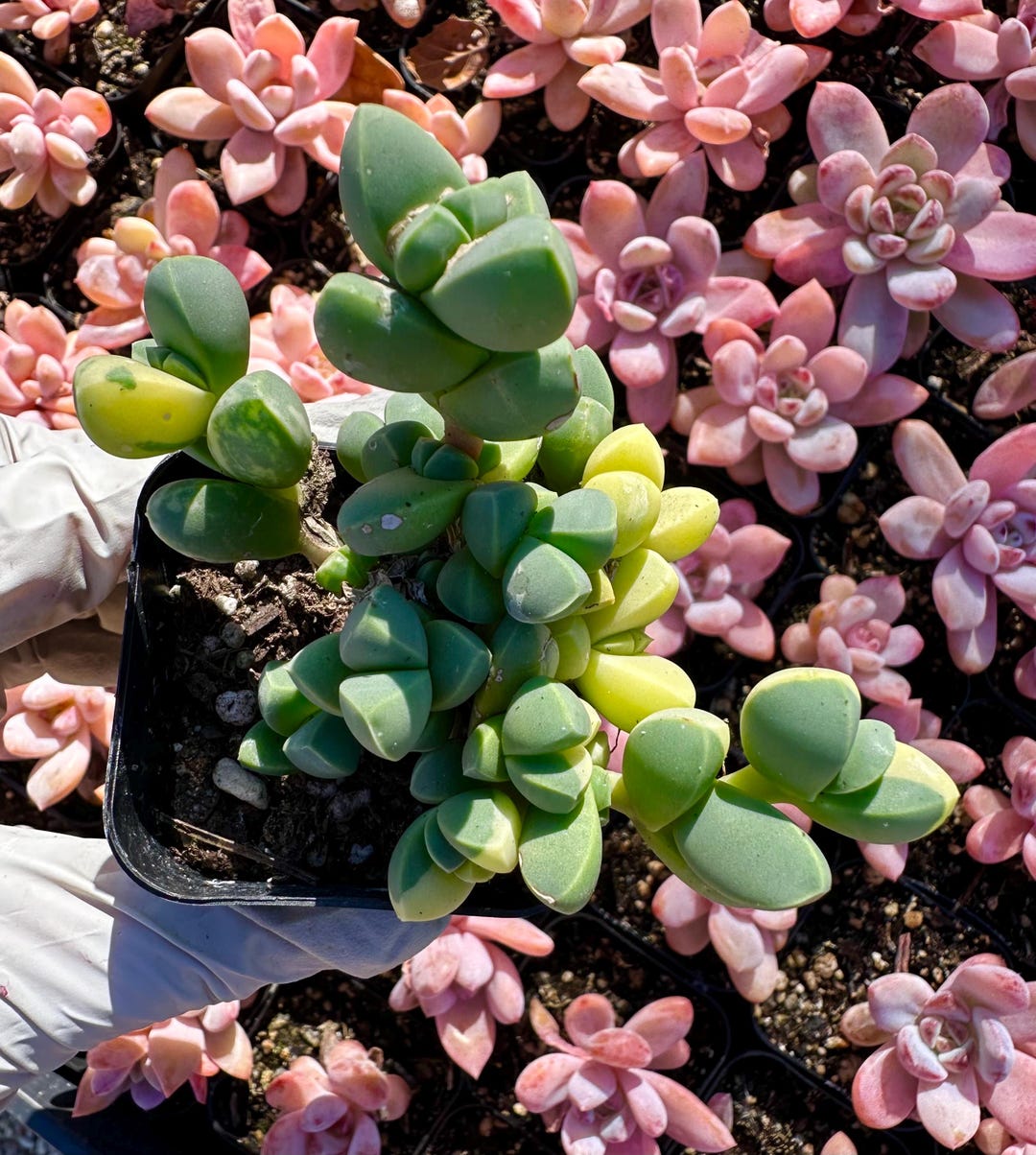 Rare Succulent: Cool Beautiful Variegated Astridia Velutina String ...