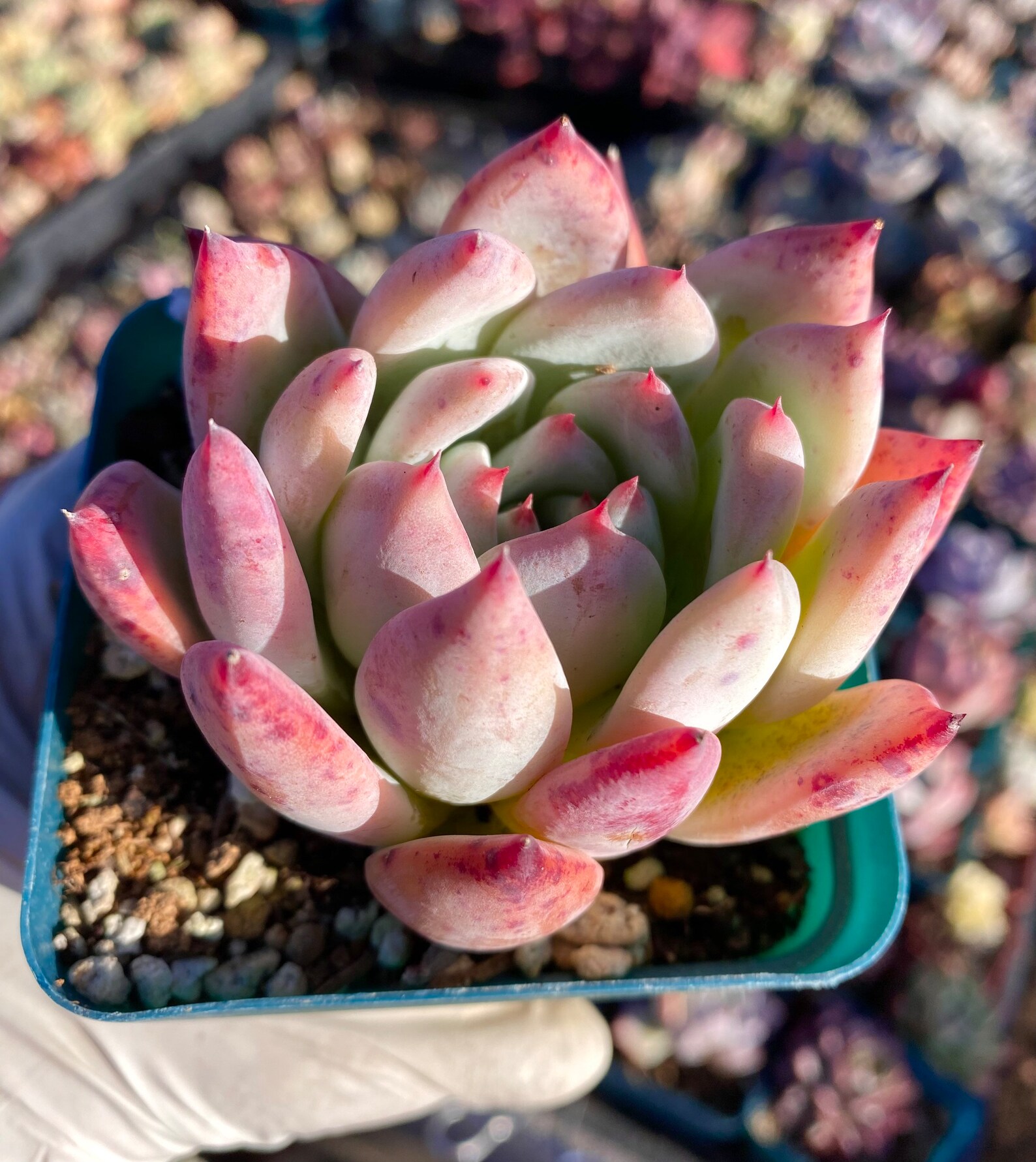 Rare Succulent: Imported Succulent Korean Echeveria - Etsy
