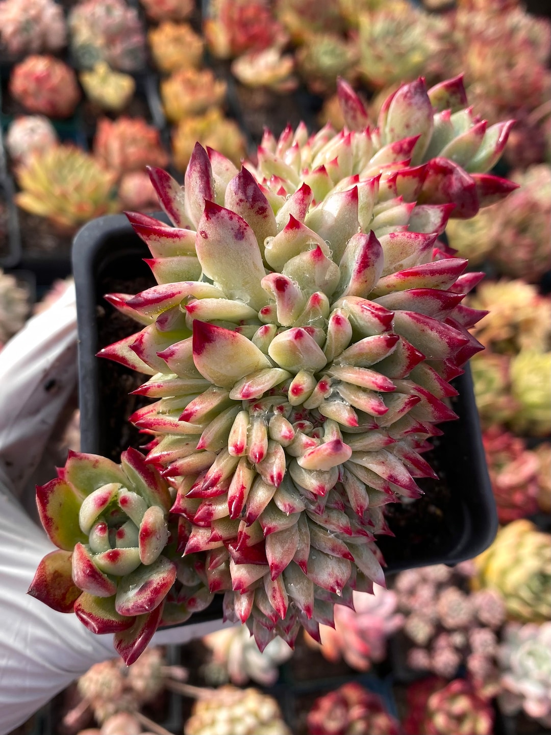Rare Succulent : Imported Cristatus Echeveria Latam Ratam Crostata Live ...