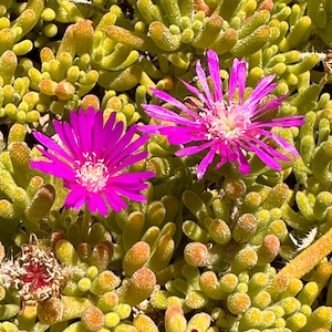 Beautiful Succulent: Dicrocaulon Ramulosum (l.bolus) Ihlenf Purple ...