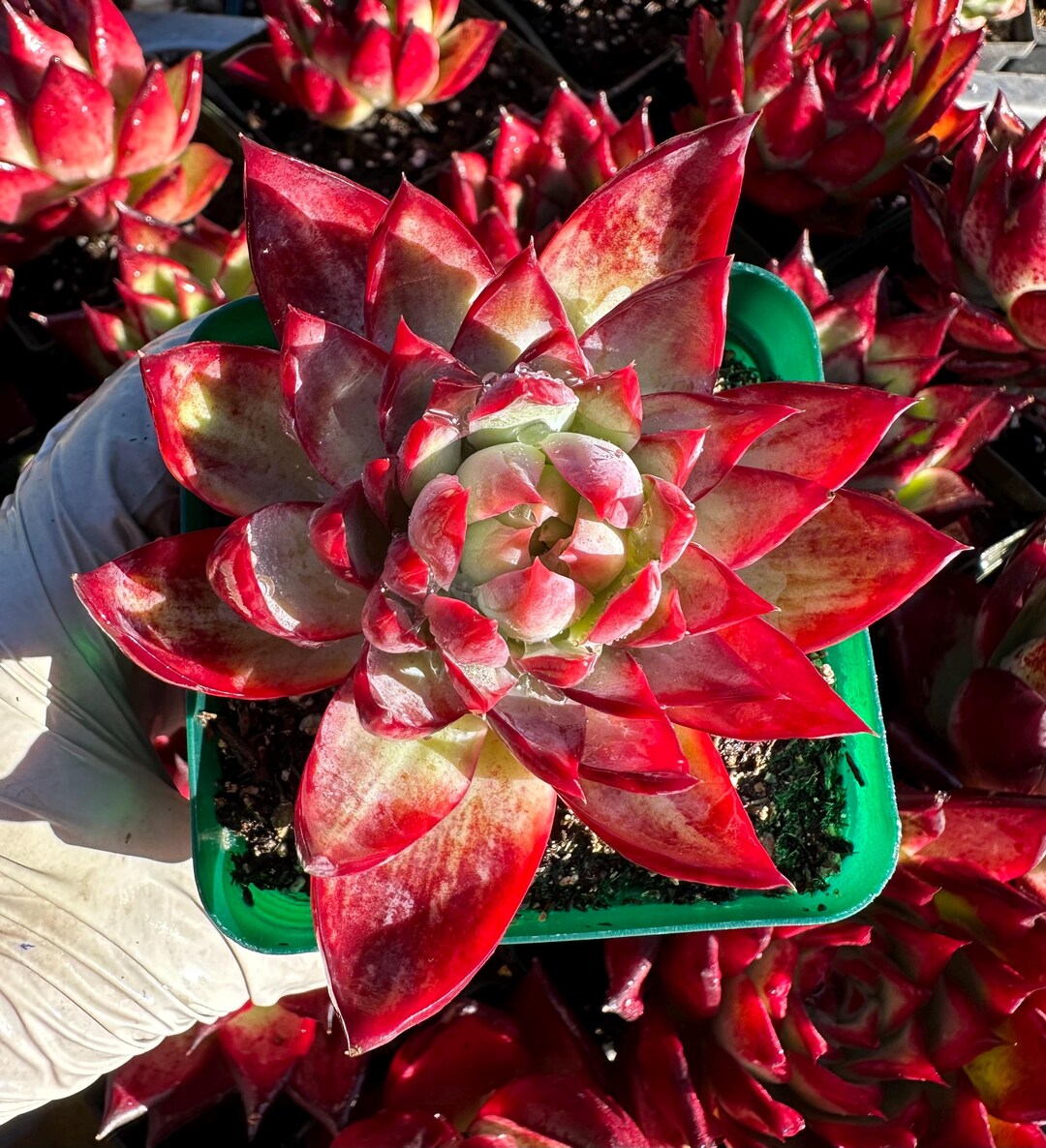Rare Succulent: Imported Succulent Echeveria Variegated Agavoides Casio B Live Plant Houseplant ...