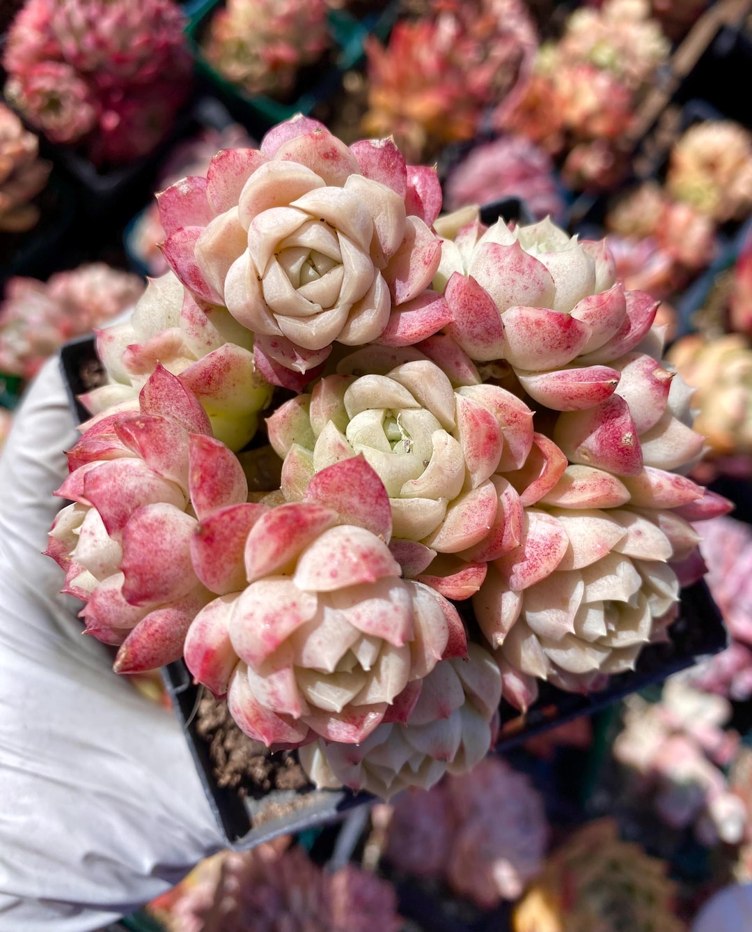 Rare Succulent: Imported Hybrid Elegans Echeveria Gummy Candy ( Queen’s ...