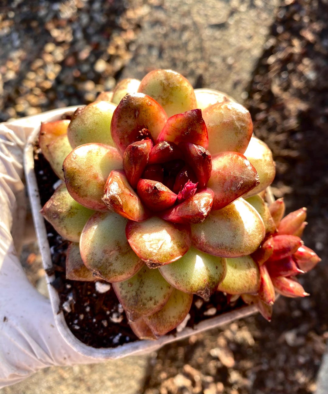 Rare Succulent: Imported Echeveria Hybrid Black Macadamia HUGE Double ...