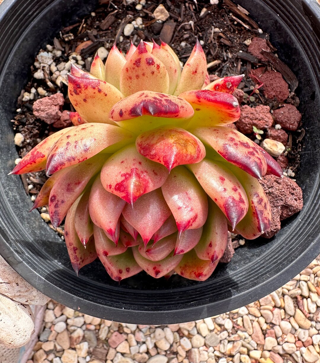 Rare Succulent: Imported Succulent Korean Agavoides Echeveria Wine Rose DOUBLE Live Plant ...