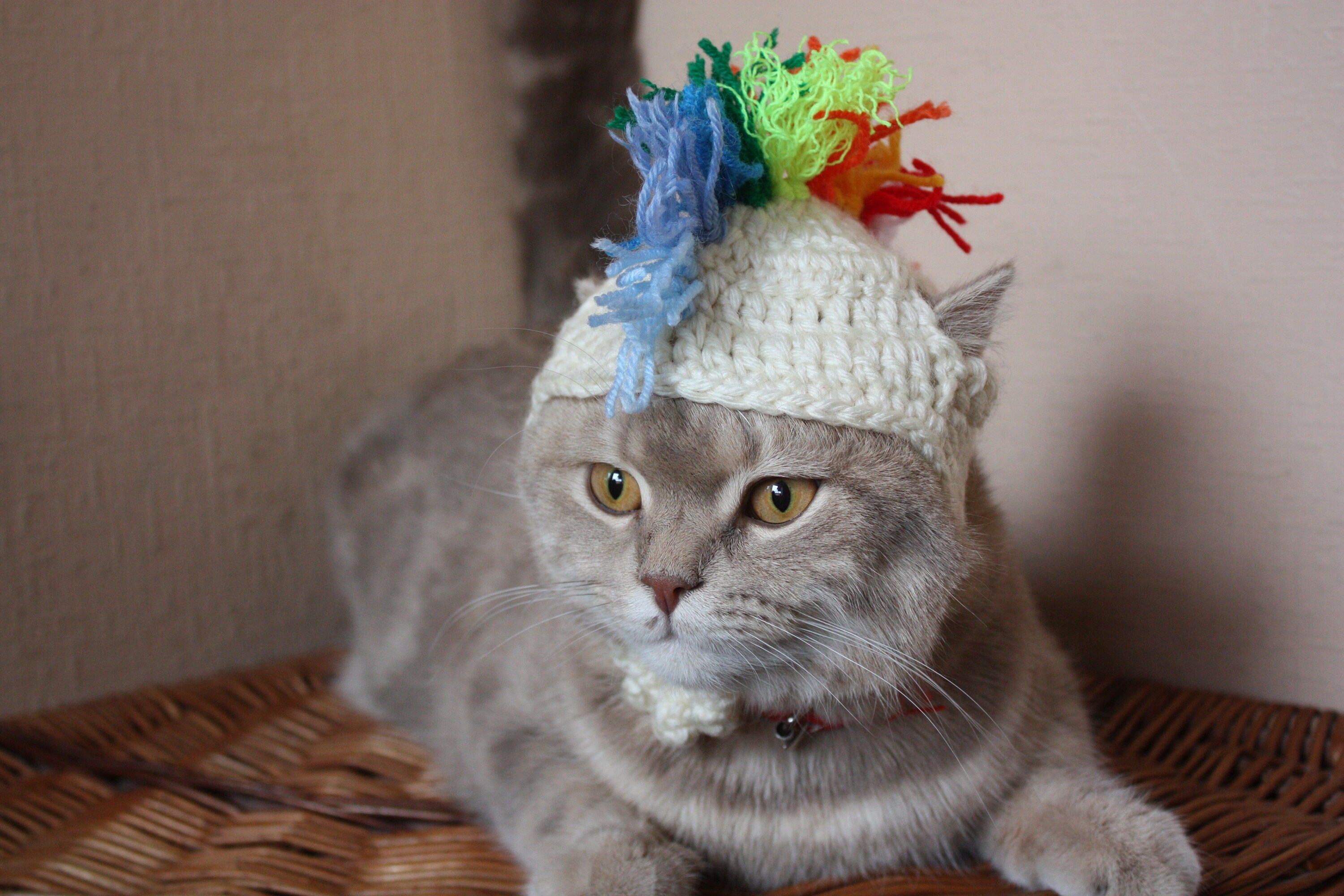 Multicolored Hat for Cat Punk Hair Funny Halloween Costumes - Etsy
