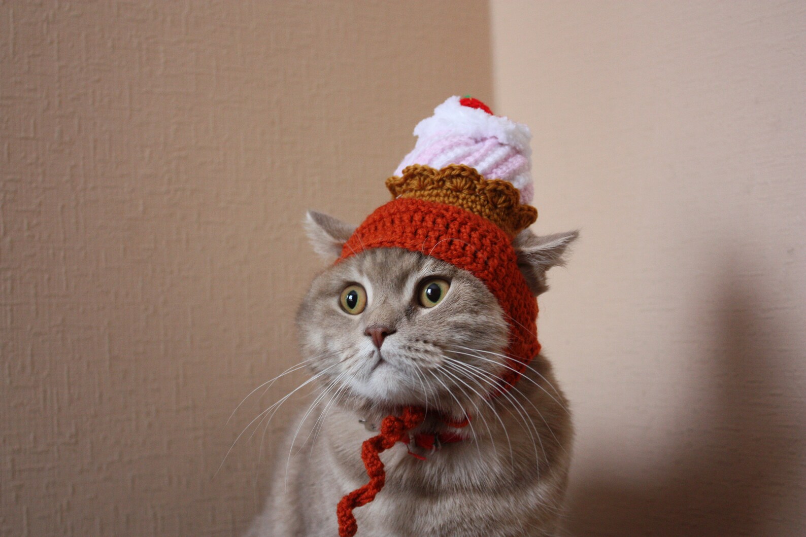 Cat Hat With Cake and Strawberries Pet Accessories Cat - Etsy