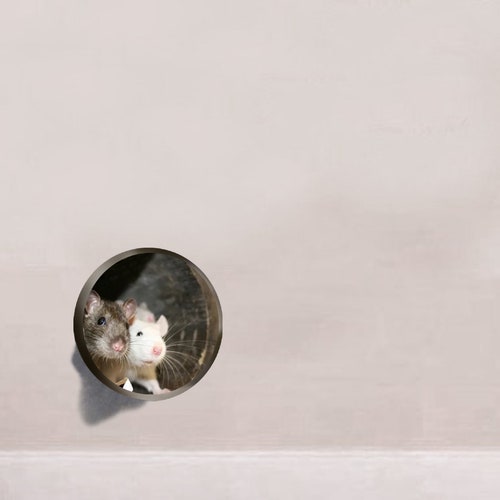 Realistic 3D Mouse Wall Sticker - Etsy