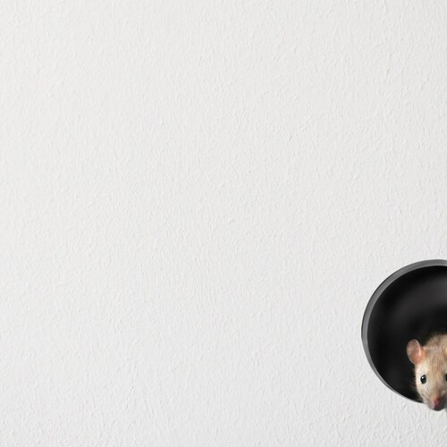 Realistic 3D Mouse Wall Sticker - Etsy