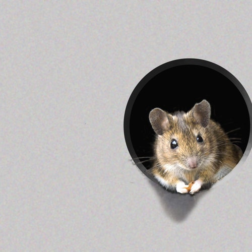 Realistic 3D Mouse Wall Sticker | Etsy