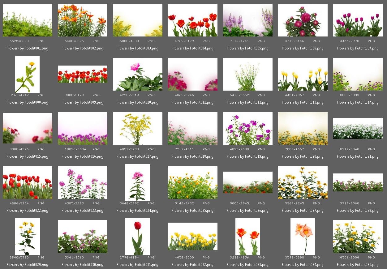 65 Flower photoshop overlays photo overlay wildflower | Etsy