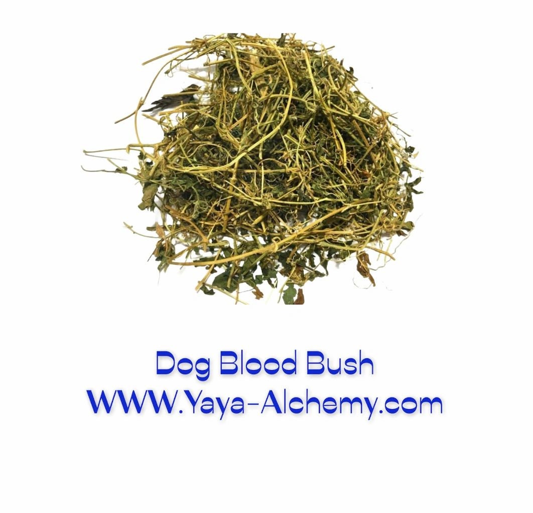 Dog Blood Bush - Etsy