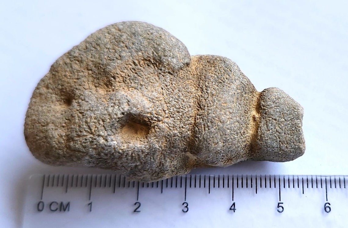 Ancient Fossil - Tethys Ocean - Mesozoic Era - Crater Ramon - Israel ...