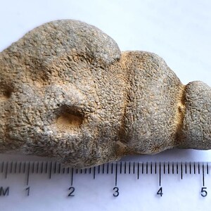 Ancient Fossil - Tethys Ocean - Mesozoic Era - Crater Ramon - Israel ...