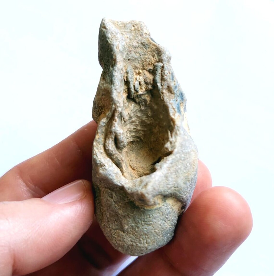 Ancient Fossil - Tethys Ocean - Mesozoic Era - Crater Ramon - Israel ...