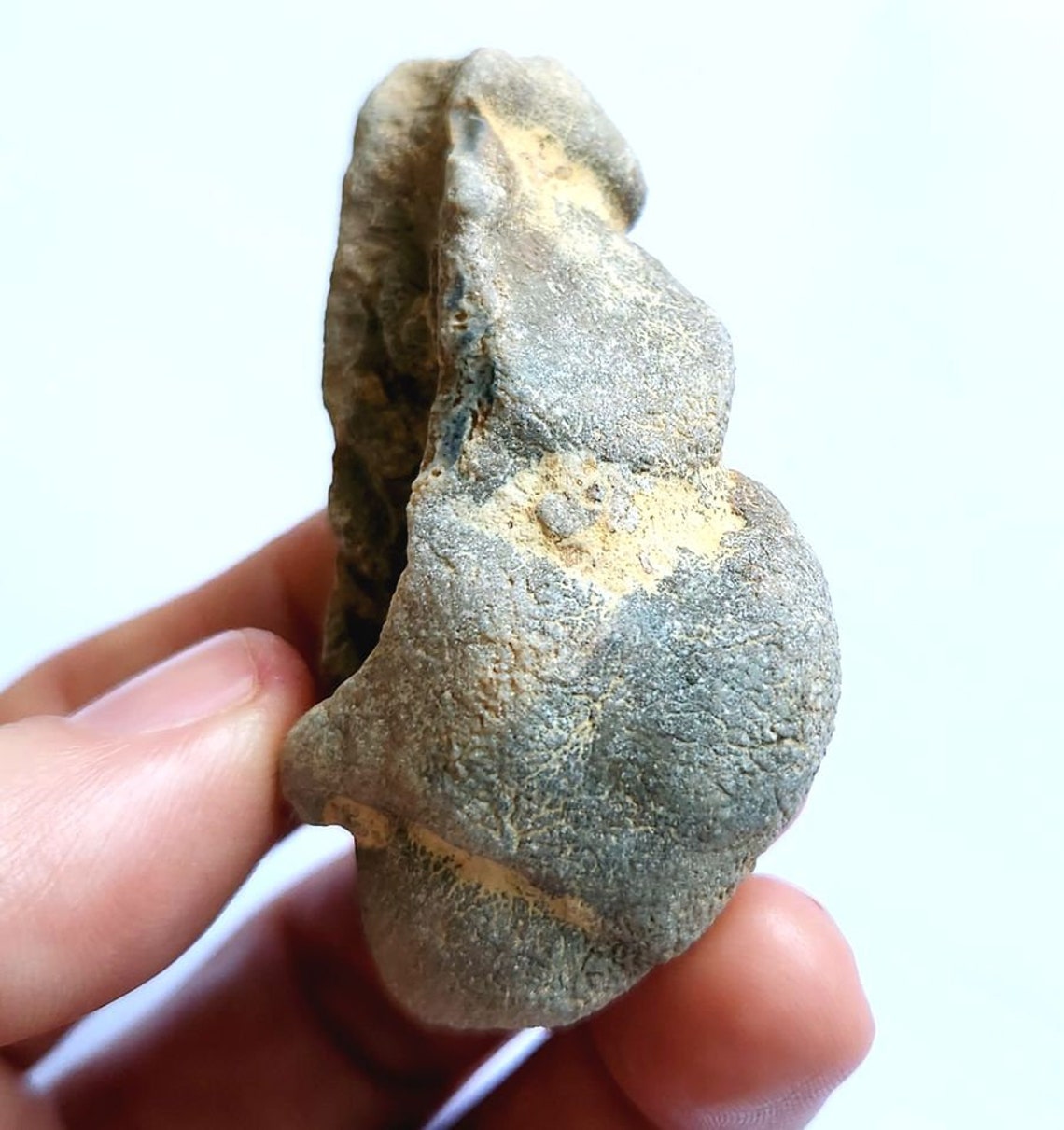 Ancient Fossil - Tethys Ocean - Mesozoic Era - Crater Ramon - Israel ...