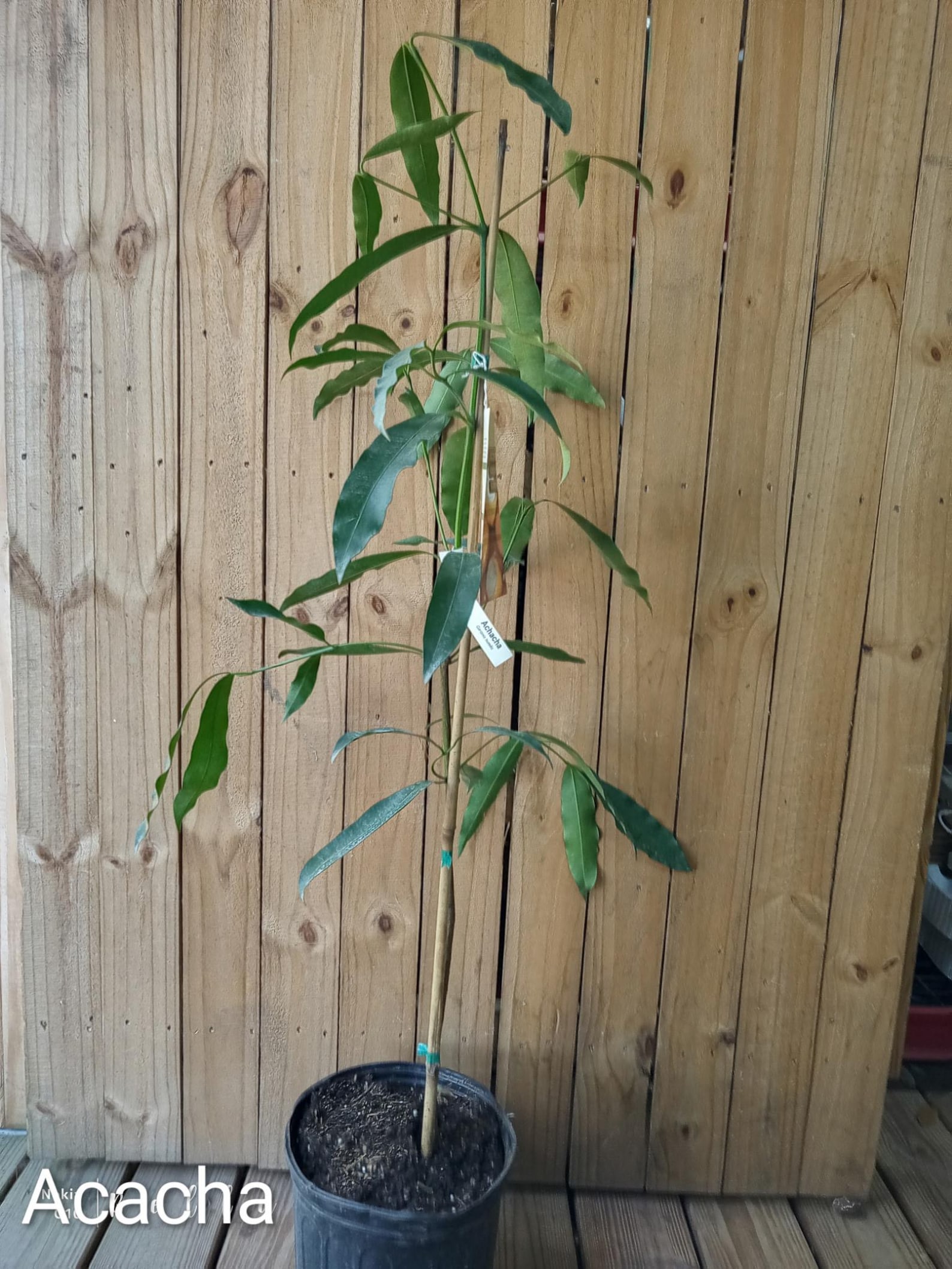 Achacha Achachairú Trees Garcinia Humilis - Etsy