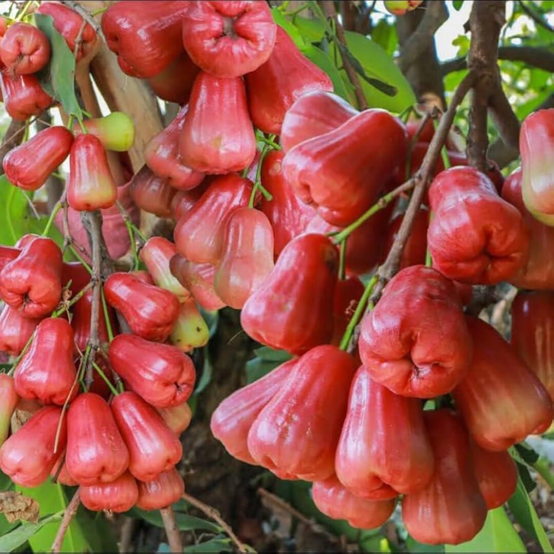 Jambu Wax Apple Trees 3-4ft Tall - Etsy