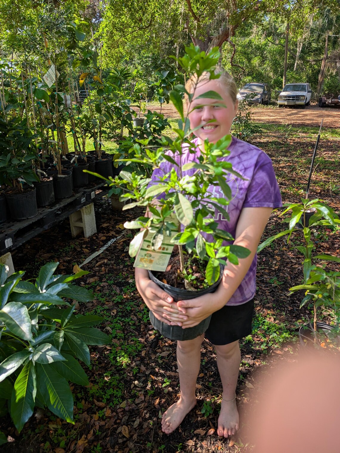 Miracle Fruit Trees - Etsy