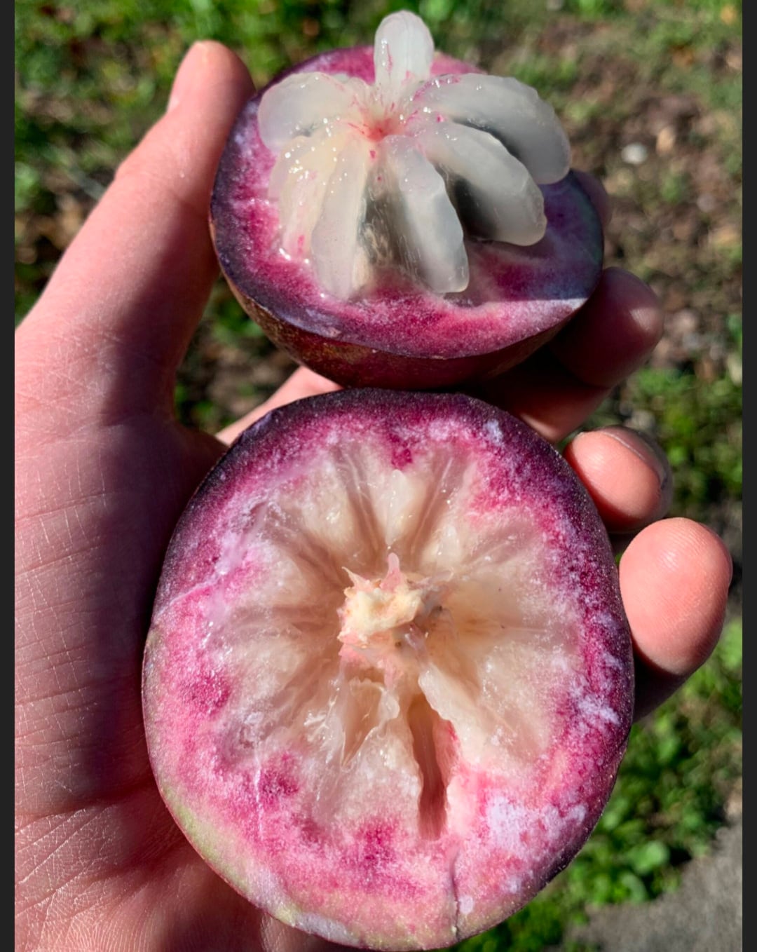 Purple Caimito Milk Fruit Trees - Etsy