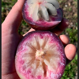 Purple Caimito Milk Fruit Trees - Etsy