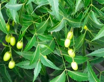 Live Neem Trees, Amazing Useful Trees, 2 to 3 Feet Tall, 1 Gallon (does ...