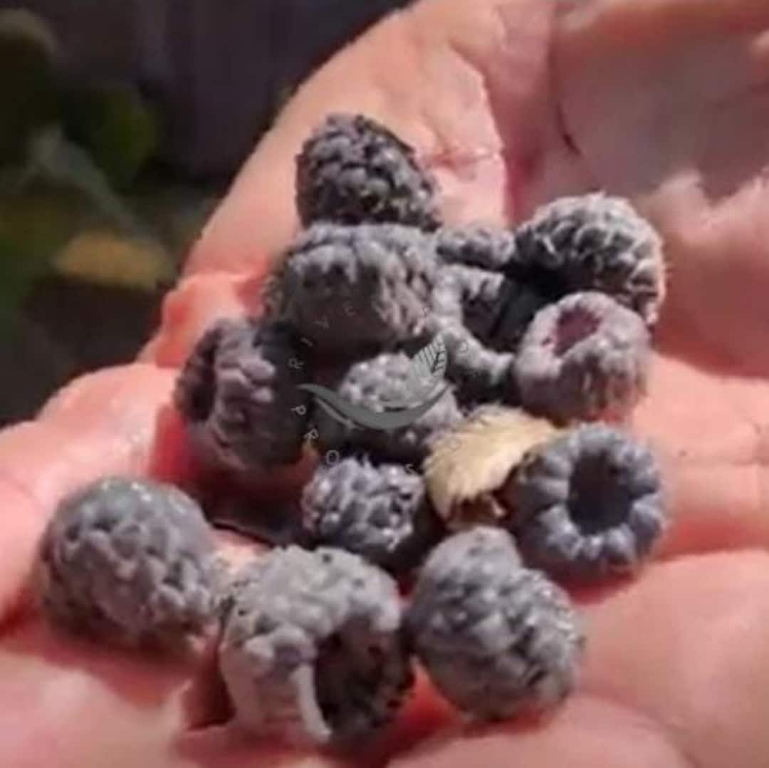 Mysore Raspberry Plants (rubus Niveus) - Etsy