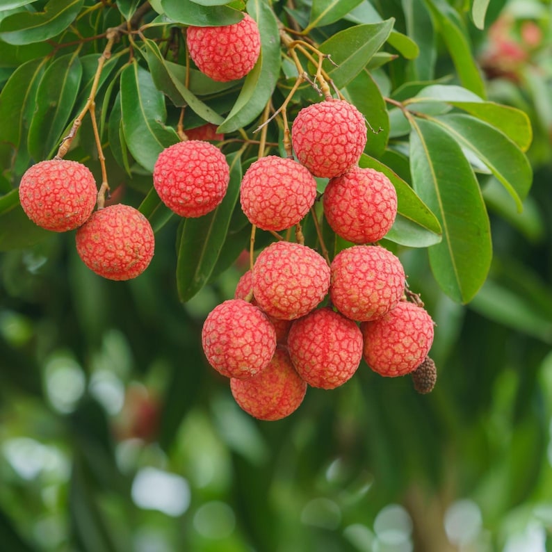 Sweetheart Lychee Trees - Etsy