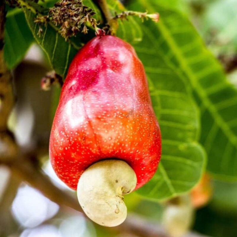 Cashew Tree - Etsy