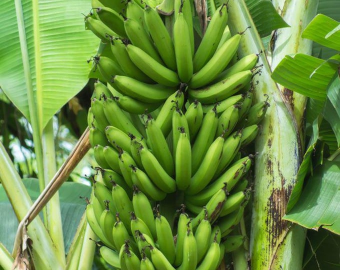 Banana Plant Large Corm Rooted (8 Inch 1/2 Lb) With New Shoot and Roots ...