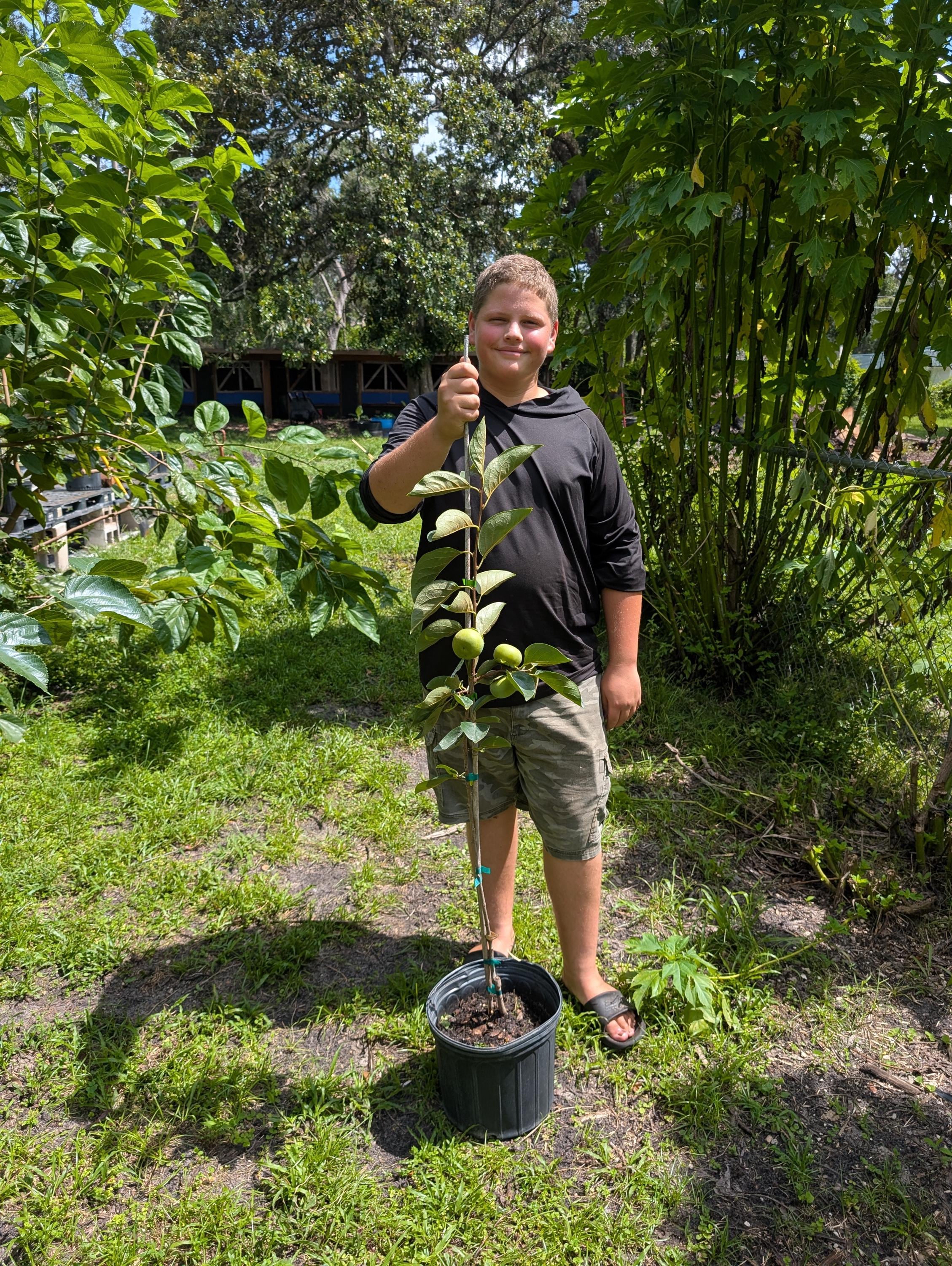 Persimmon Tree Grafted - Etsy