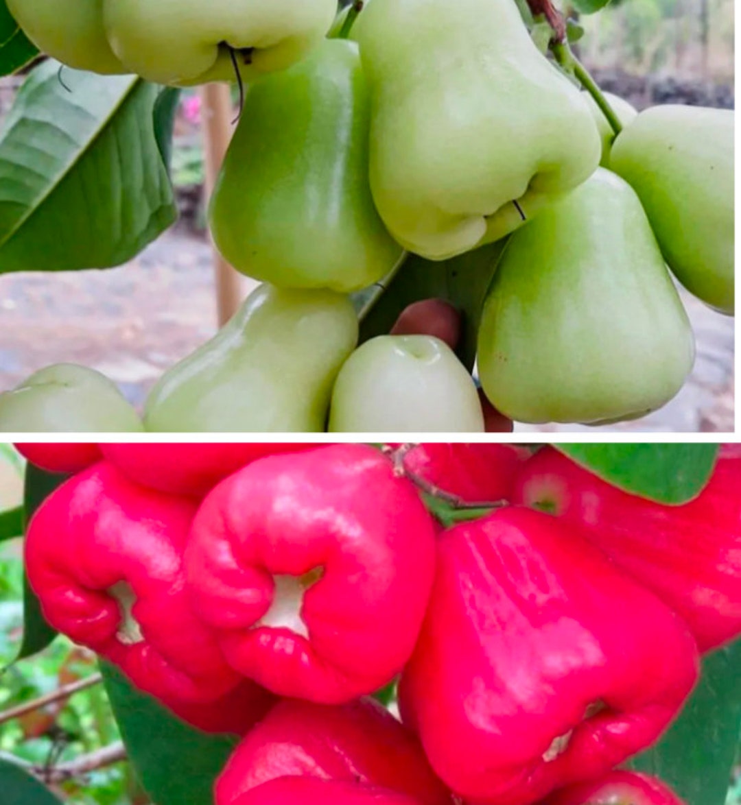 Wax Jambu Java Apple Trees Green or Red - Etsy