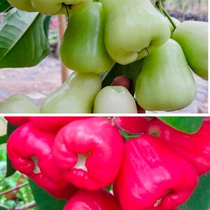 Wax Jambu Java Apple Trees Green or Red - Etsy