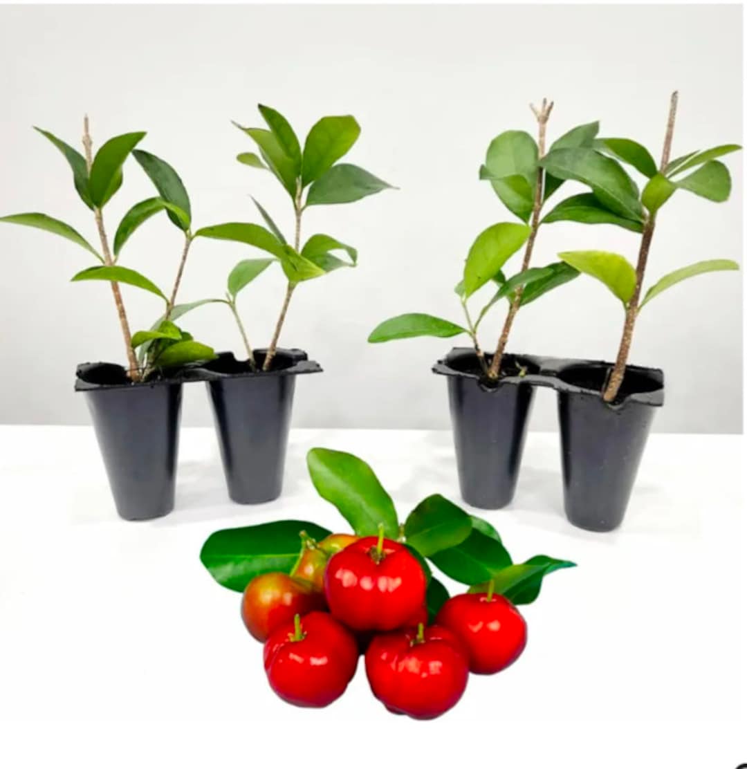 3-pack Acerola Barbados Cherry Plants - Etsy