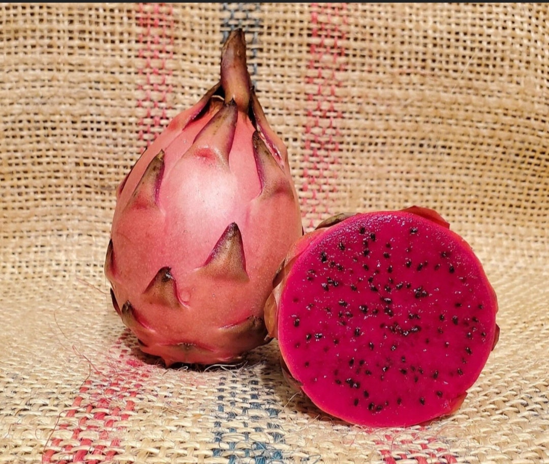 3 Tricia Purple Dragon Fruit Plants - Etsy