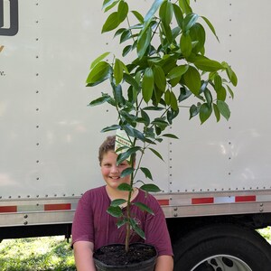 Ceylon Cinnamon Trees - Etsy