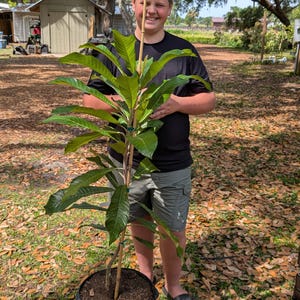 Mamey Sapote Trees - Etsy