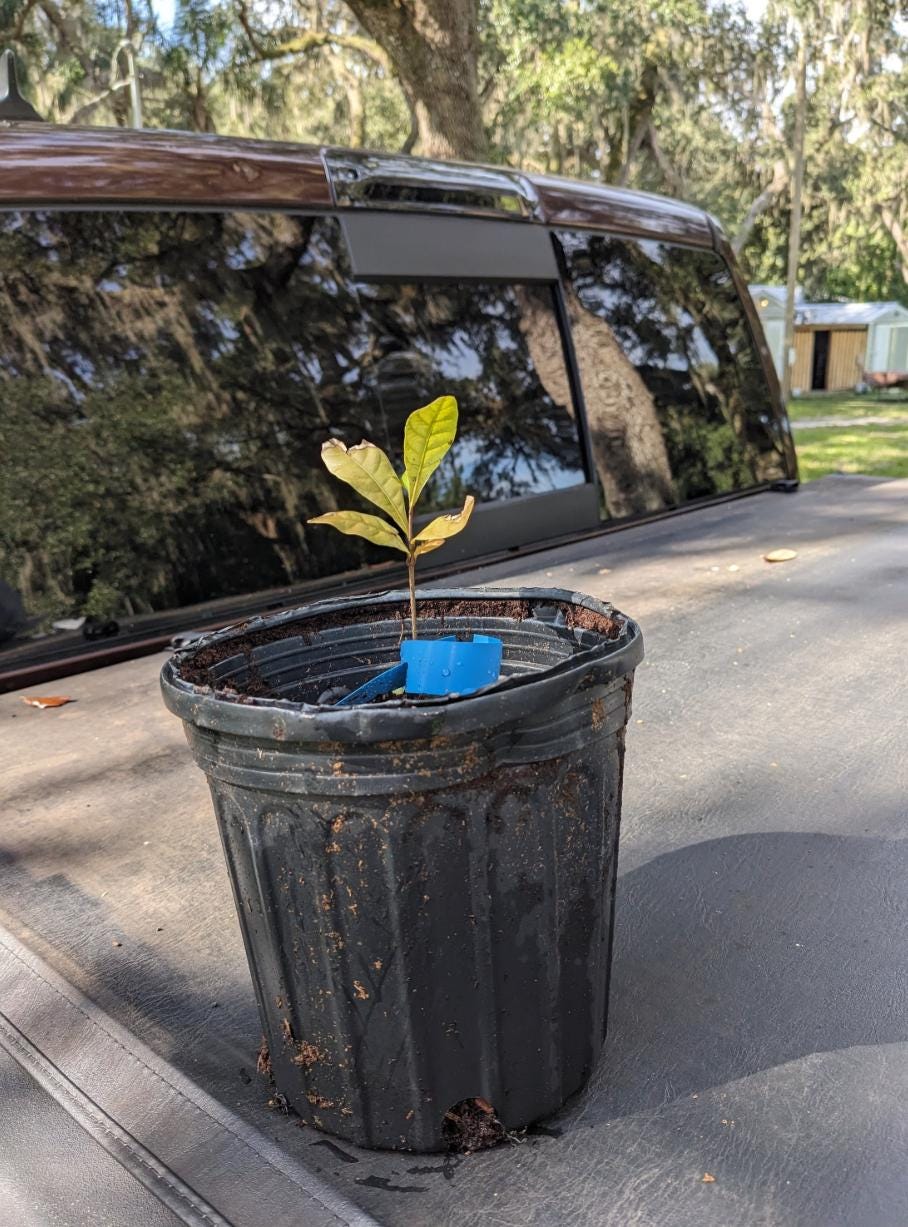 Miracle Fruit Trees - Etsy