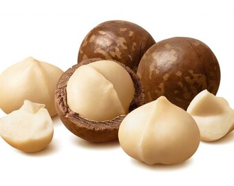 Macadamia Nut Tree 'cate' Seedling very Rich, Buttery Flavor - Etsy