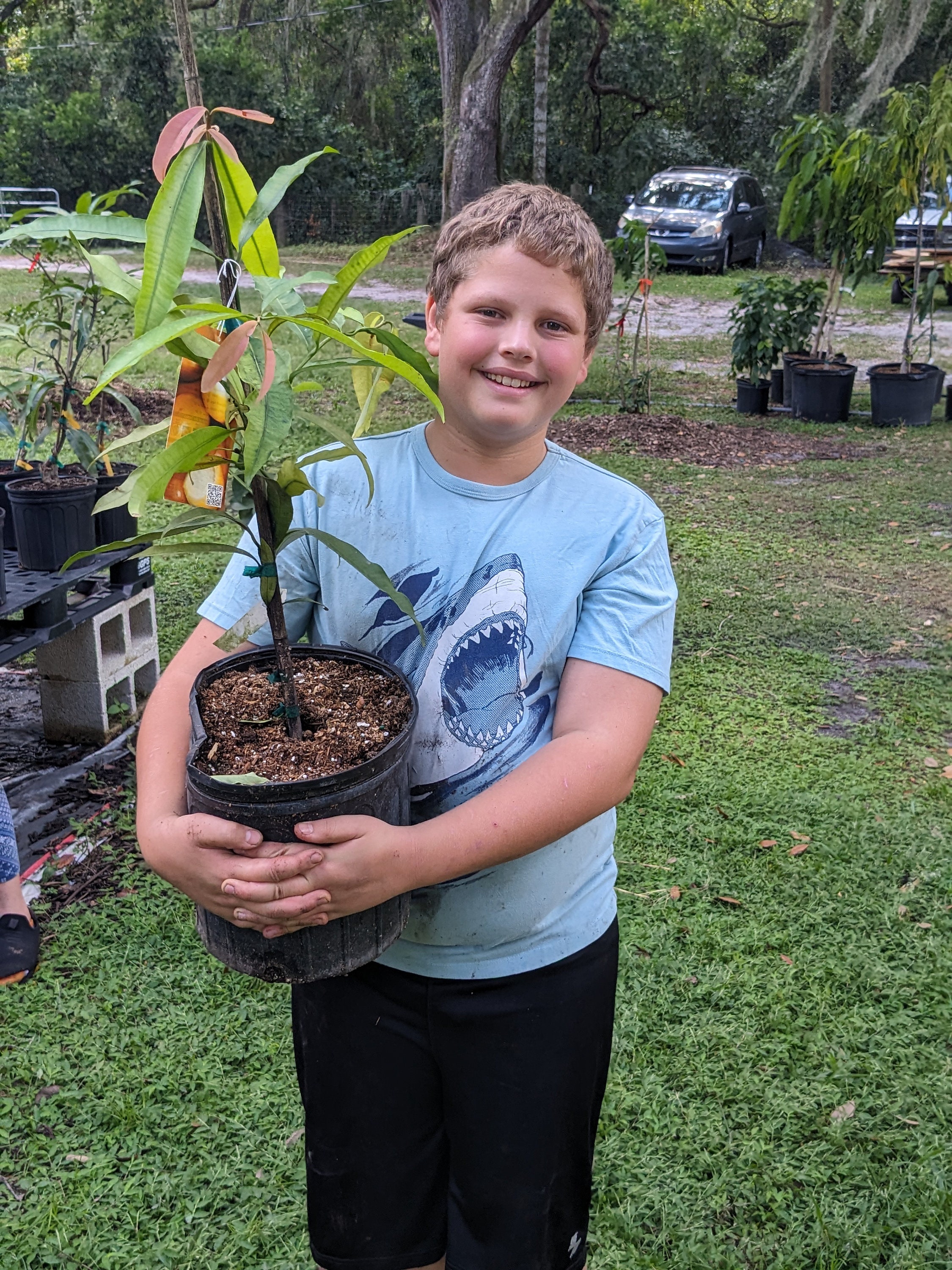 Achacha Achachairú Trees Garcinia Humilis - Etsy