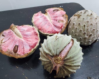 Ilama Pink Annona Grafted Tree - Etsy