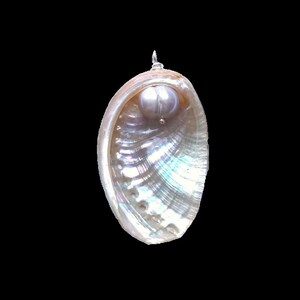 Ormer Shell, Pink, Pendant, Freshwater Pearl, Real Shell - Etsy