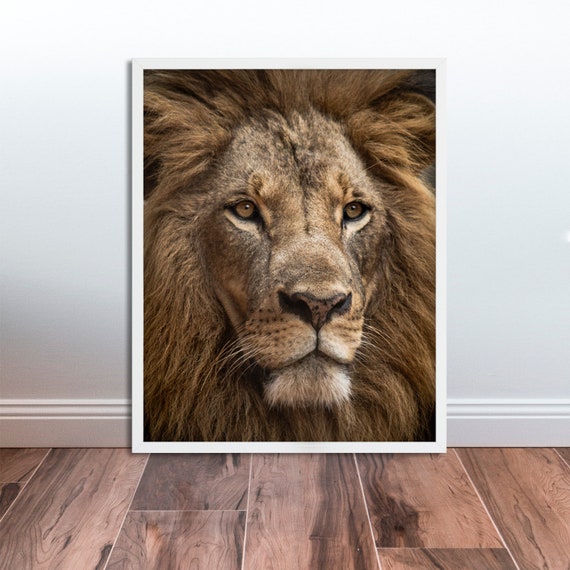 Close Up Lion Photo Print Lion Photography Printable Lion Wall | Etsy