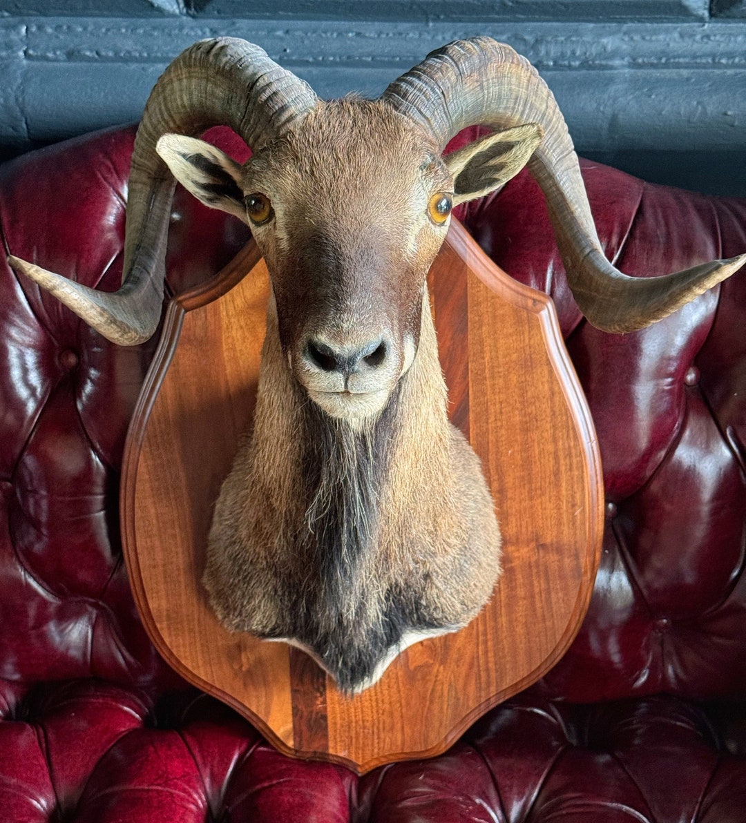 Beautiful Vintage Taxidermy Corsican Sheep Ram Shoulder/ Head Mount ...