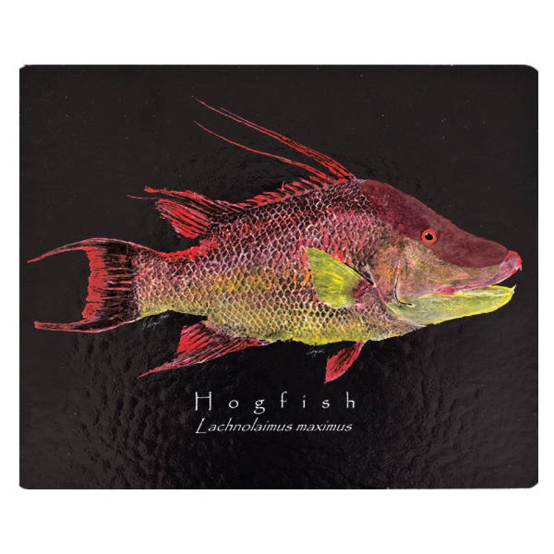 Hogfish - Etsy