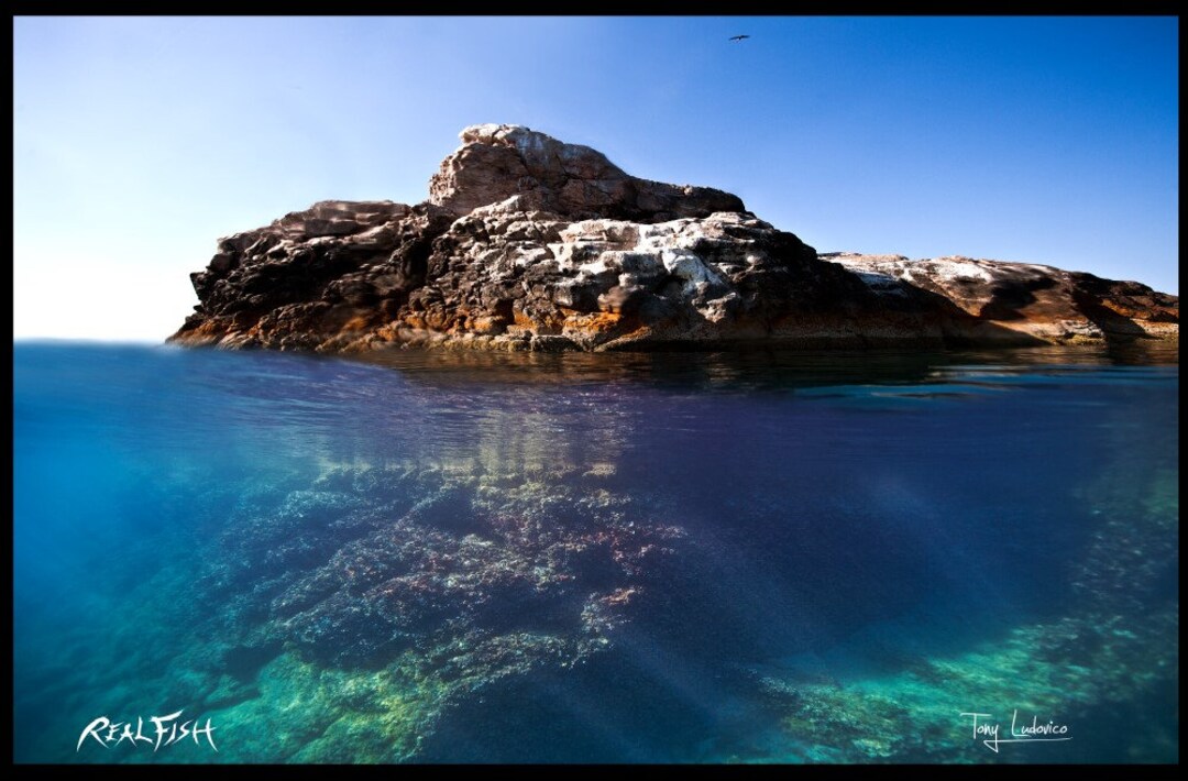 Realfish H20 Series: Coral Reef Rock Mexico 24x36 Floor Mat Door Mat ...