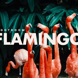 Lightroom Flamingo Preset Pack, Mobile, Influencer, Fashionista ...